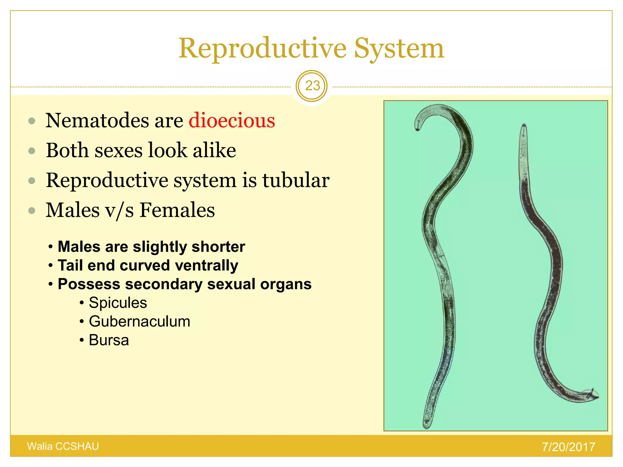 nematodes morphology | PPSX