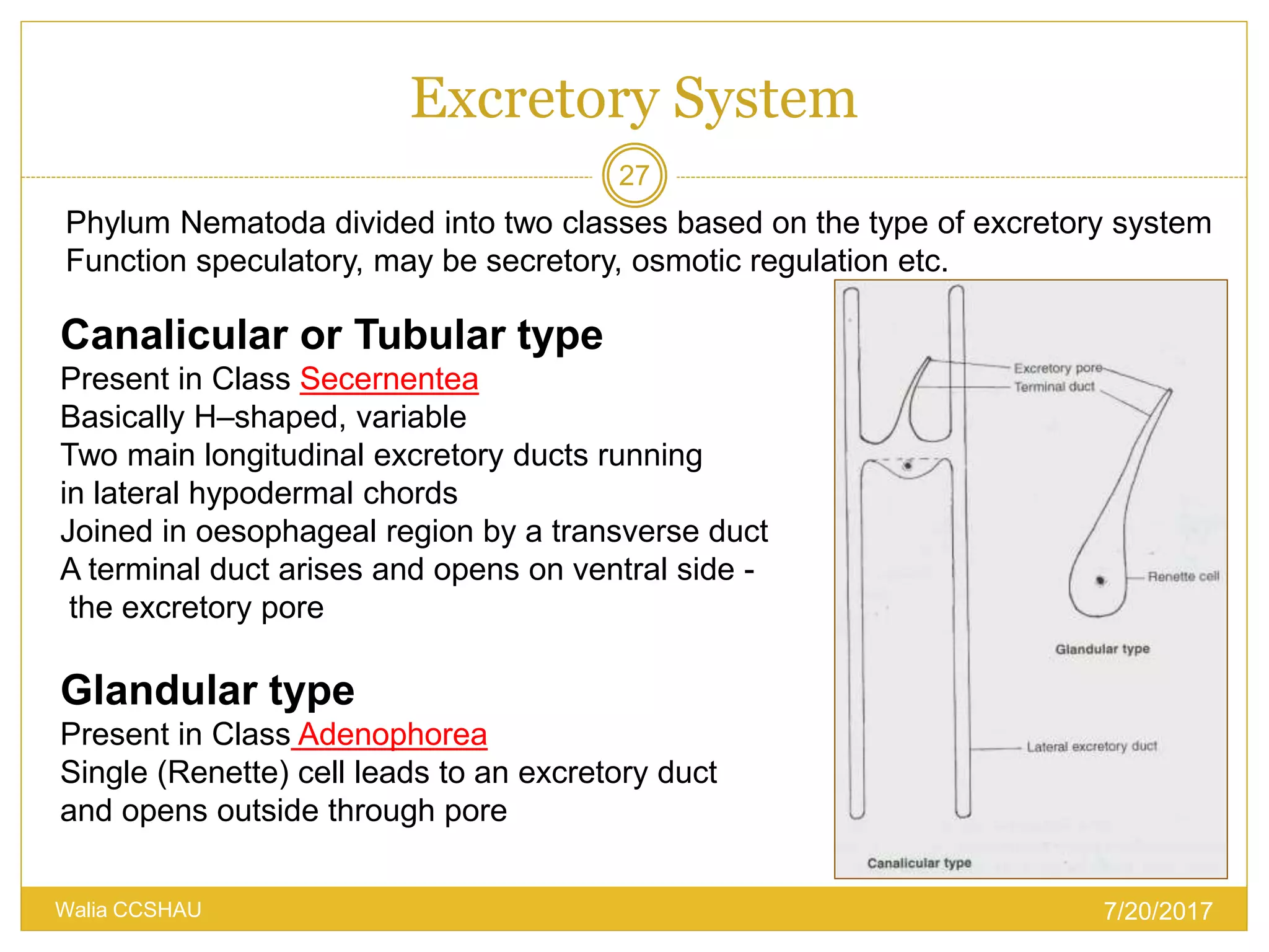 nematodes morphology | PPSX