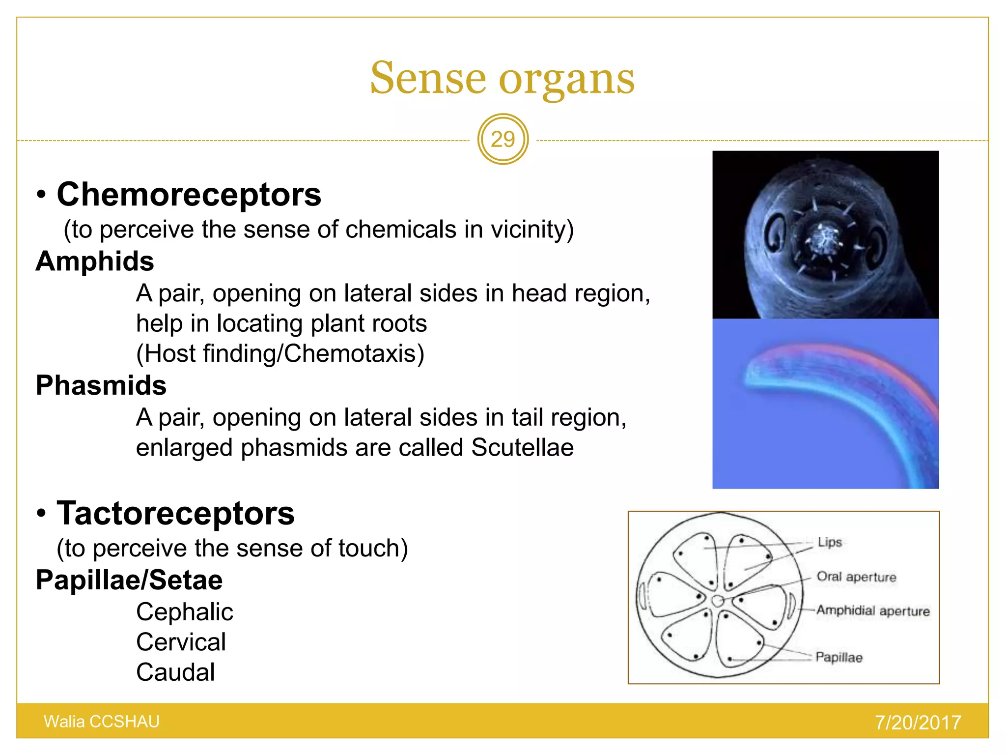 nematodes morphology | PPSX