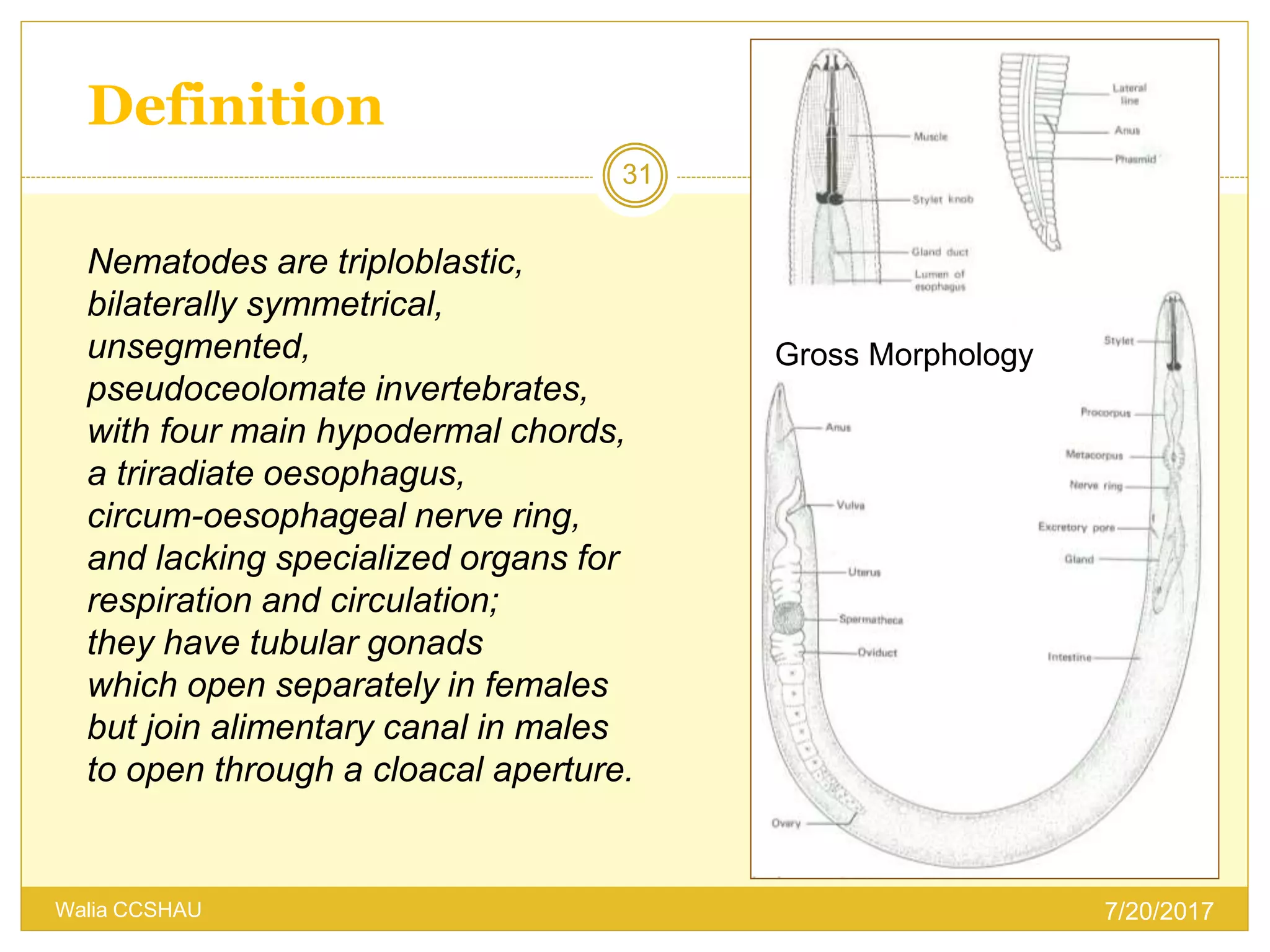 nematodes morphology | PPSX