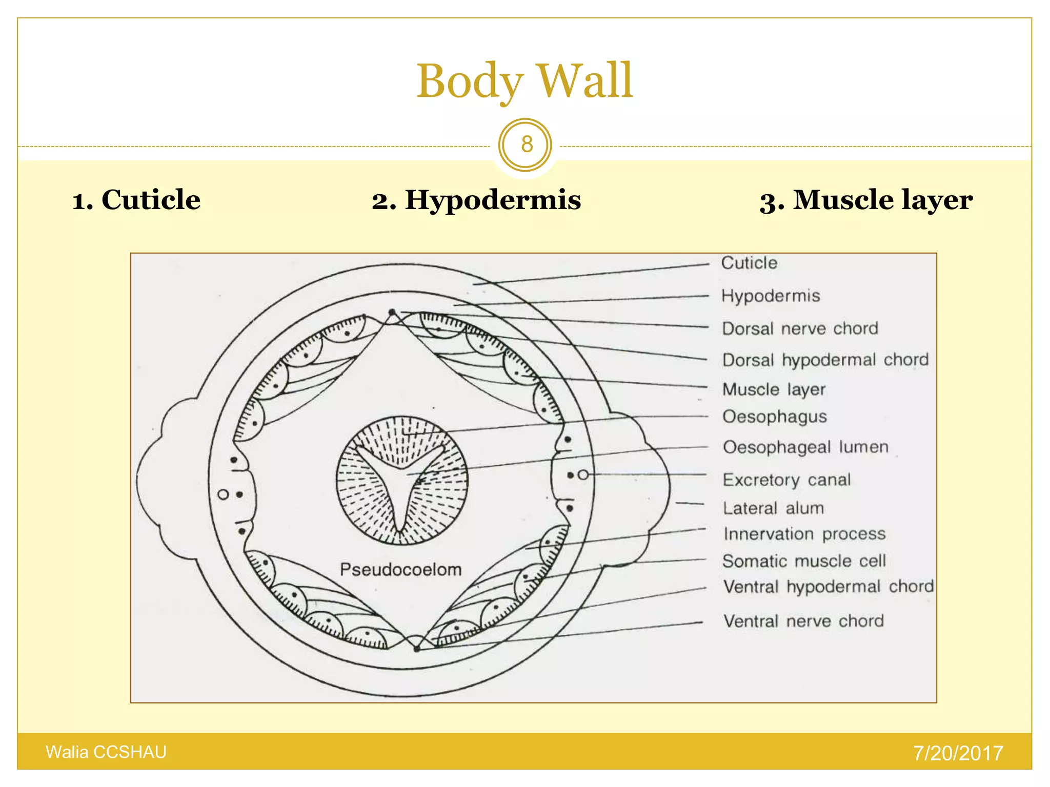 nematodes morphology | PPSX