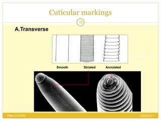 nematodes morphology | PPSX