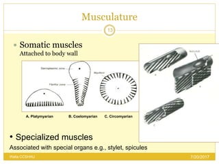 nematodes morphology | PPSX
