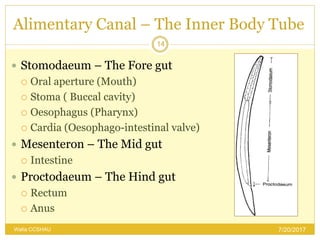 nematodes morphology | PPSX