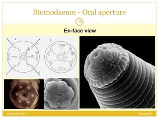 nematodes morphology | PPSX