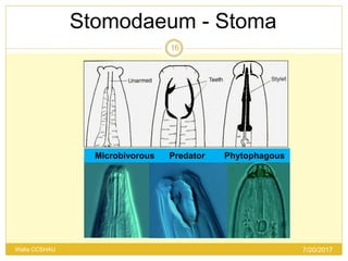 nematodes morphology | PPSX