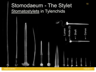 nematodes morphology | PPSX