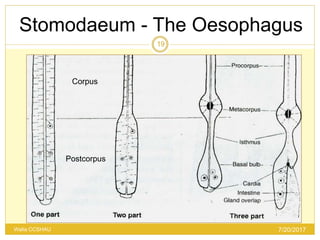 nematodes morphology | PPSX