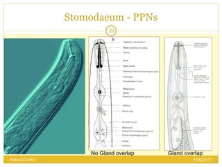 nematodes morphology | PPSX