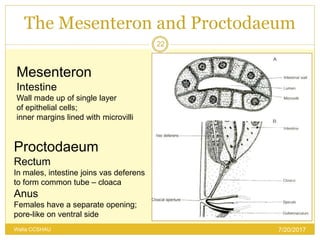 nematodes morphology | PPSX