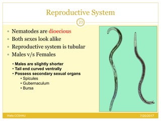 nematodes morphology | PPSX