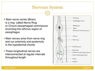 Nematode Nervous System