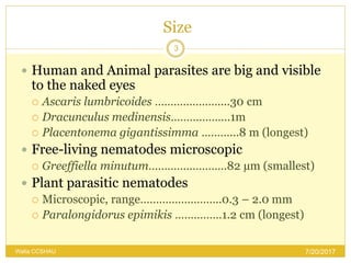 nematodes morphology | PPSX
