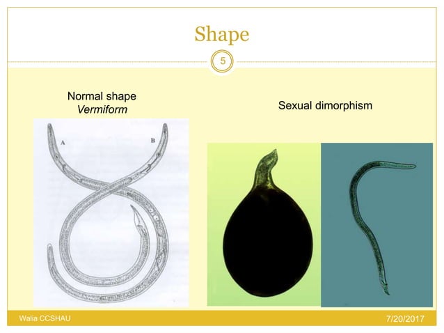 nematodes morphology | PPSX | Biological Sciences | Science
