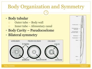 nematodes morphology | PPSX