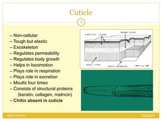 nematodes morphology | PPSX