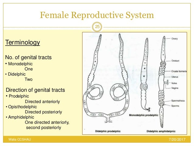 nematodes morphology