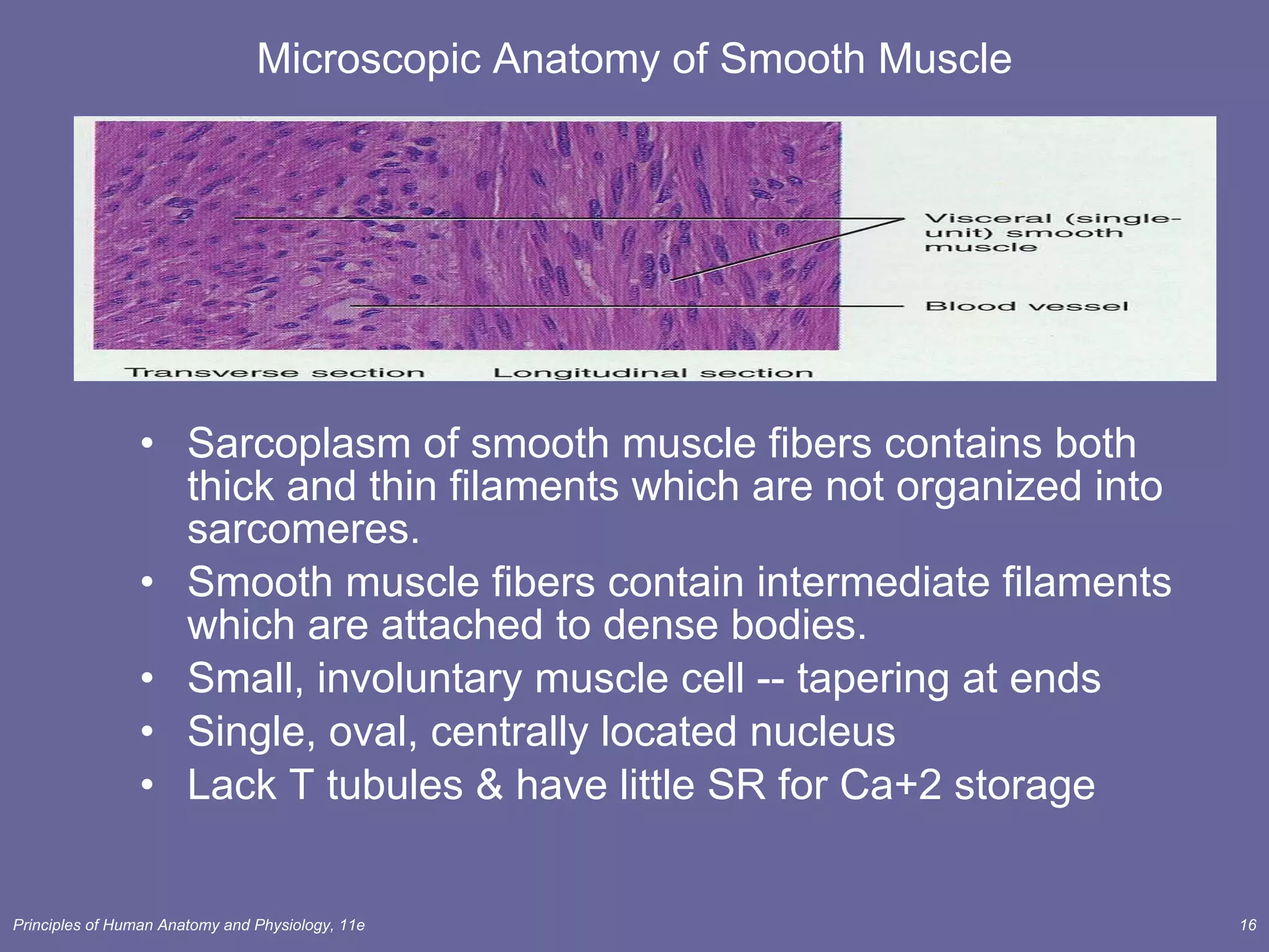 Lecture 2 muscle tissue cont | PPT | Physical Therapy | Wellness