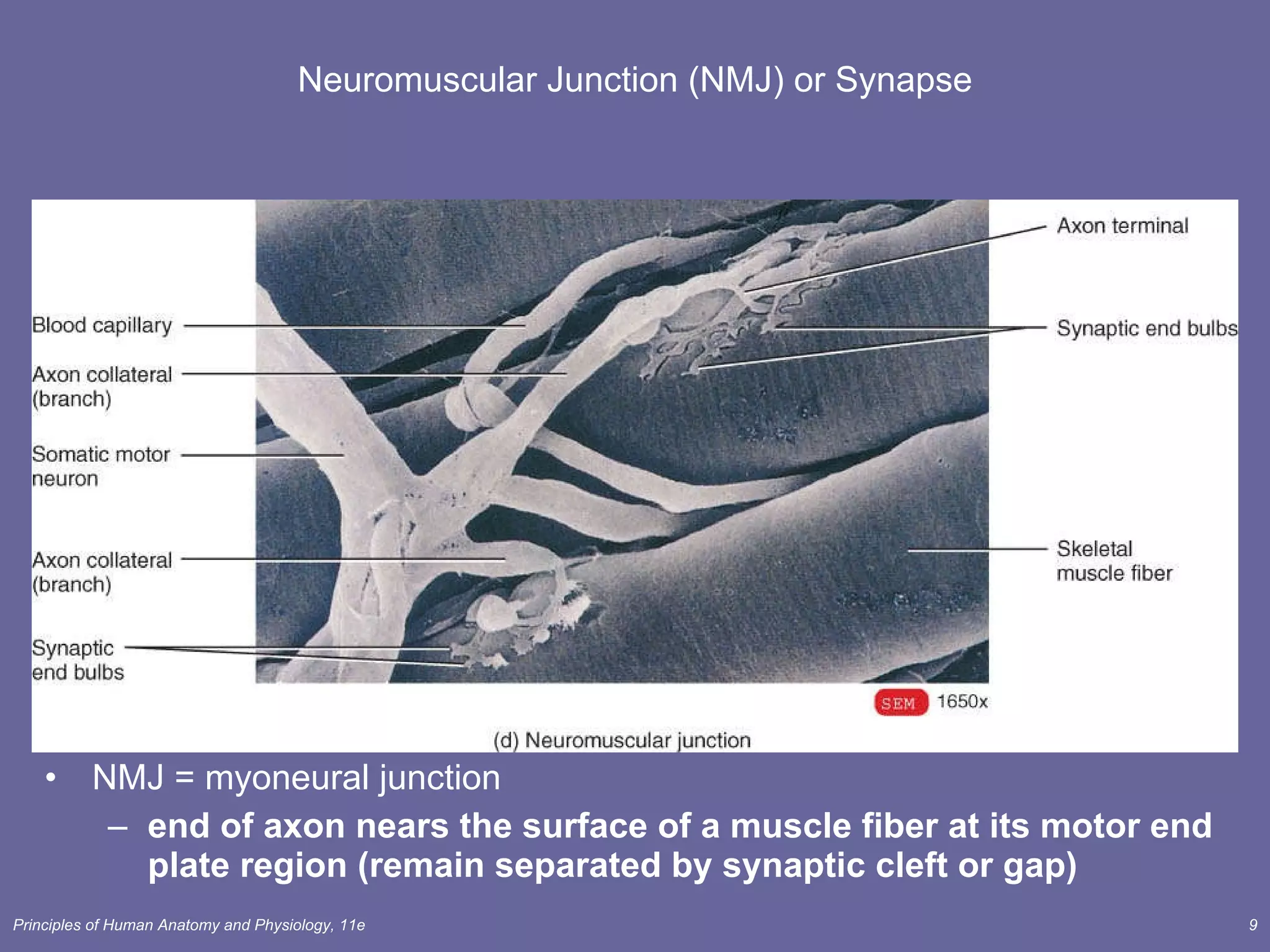Lecture 2 muscle tissue cont | PPT | Physical Therapy | Wellness