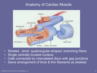 Lecture 2 muscle tissue cont | PPT | Physical Therapy | Wellness