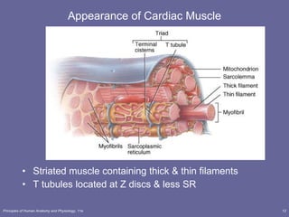 Lecture 2 muscle tissue cont | PPT | Physical Therapy | Wellness
