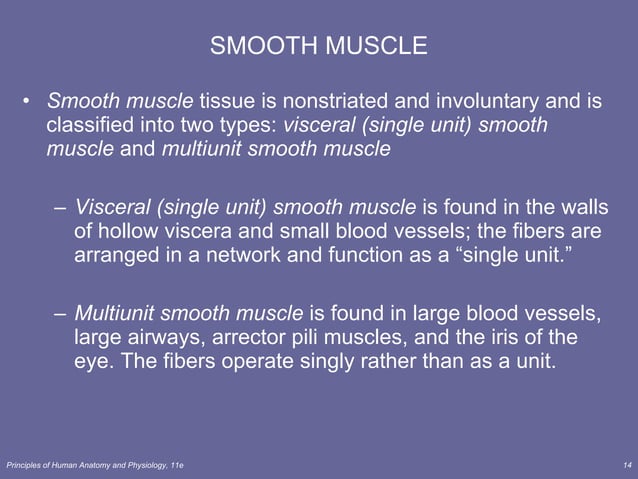 Lecture 2 muscle tissue cont | PPT | Physical Therapy | Wellness