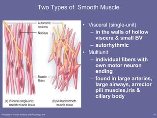 Lecture 2 muscle tissue cont | PPT | Physical Therapy | Wellness