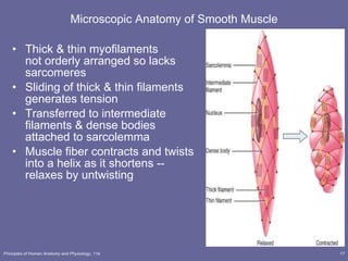 Lecture 2 muscle tissue cont | PPT | Physical Therapy | Wellness
