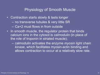 Lecture 2 muscle tissue cont | PPT | Physical Therapy | Wellness