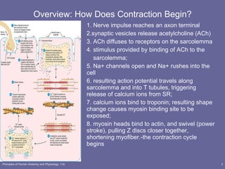 Lecture 2 muscle tissue cont | PPT | Physical Therapy | Wellness