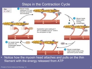 Lecture 2 muscle tissue cont | PPT | Physical Therapy | Wellness