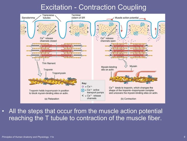 Lecture 2 muscle tissue cont | PPT | Physical Therapy | Wellness