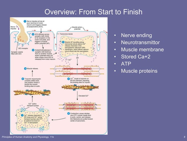 Lecture 2 muscle tissue cont | PPT | Physical Therapy | Wellness