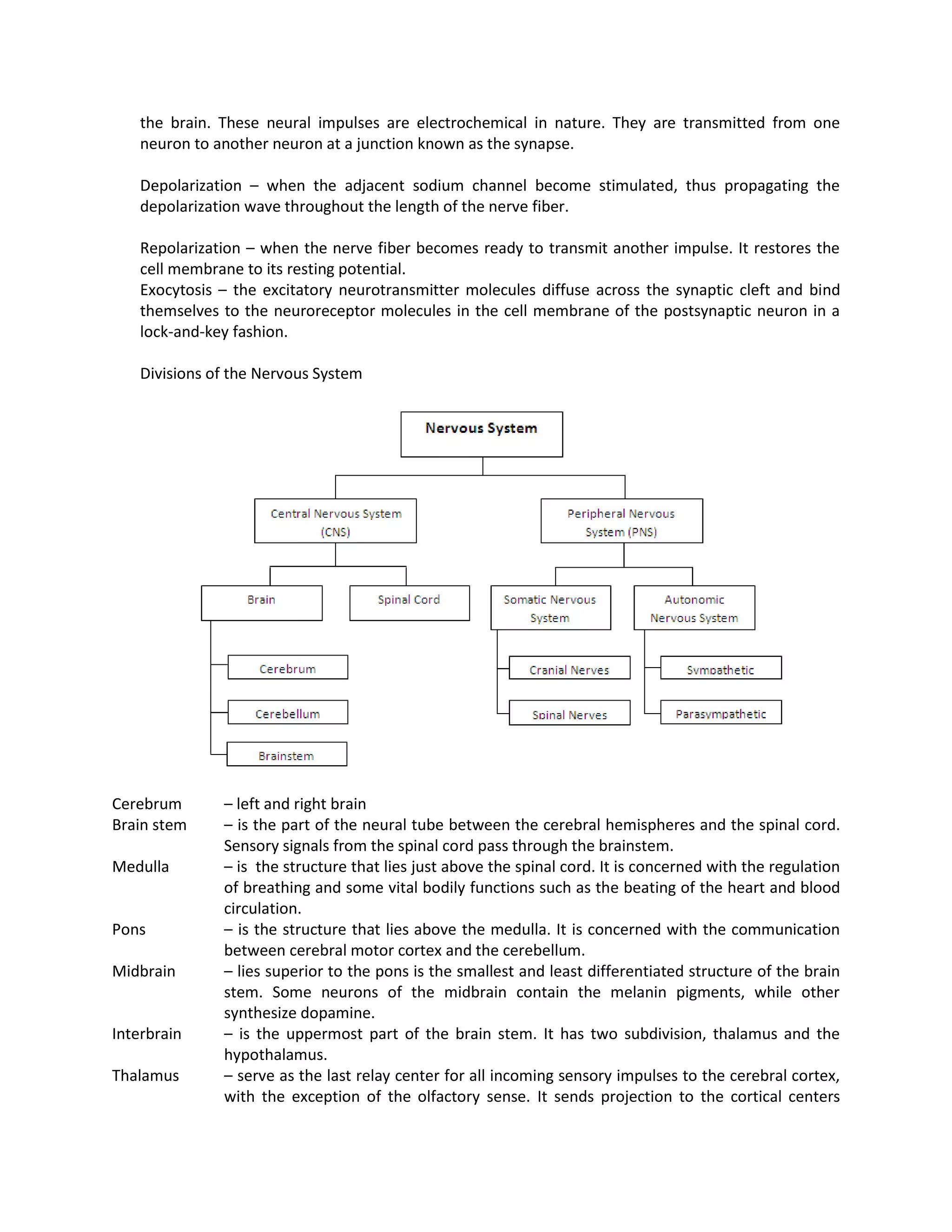 Lecture 2 neuro biological basis of psychology | PDF