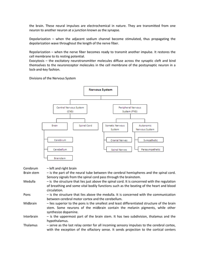 Lecture 2 neuro biological basis of psychology | PDF | Brain and ...