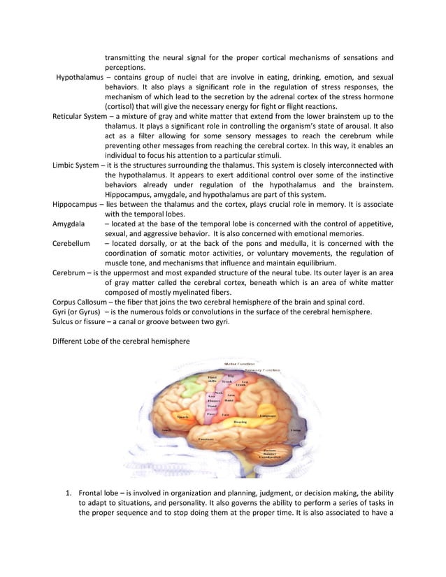 Lecture 2 neuro biological basis of psychology | PDF | Brain and ...