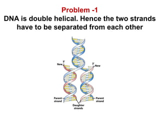 Lecture2 nucleic acid (1) | PPT