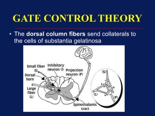 Lecture 2 Electrotherapy- pain physiology | PPTX