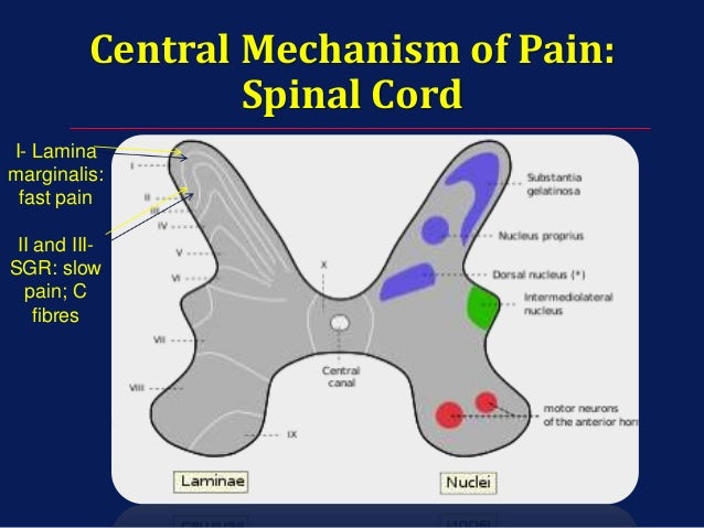 Lecture 2 Electrotherapy- pain physiology
