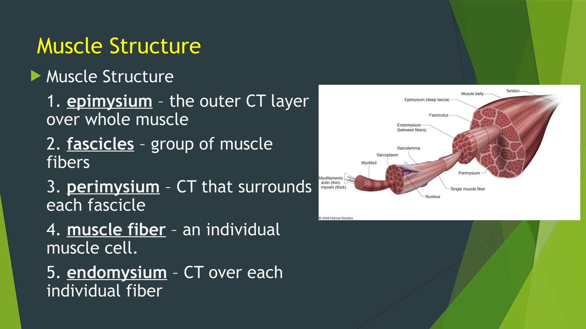Lecture 2 - Anatomy and Physiology Review.pptx