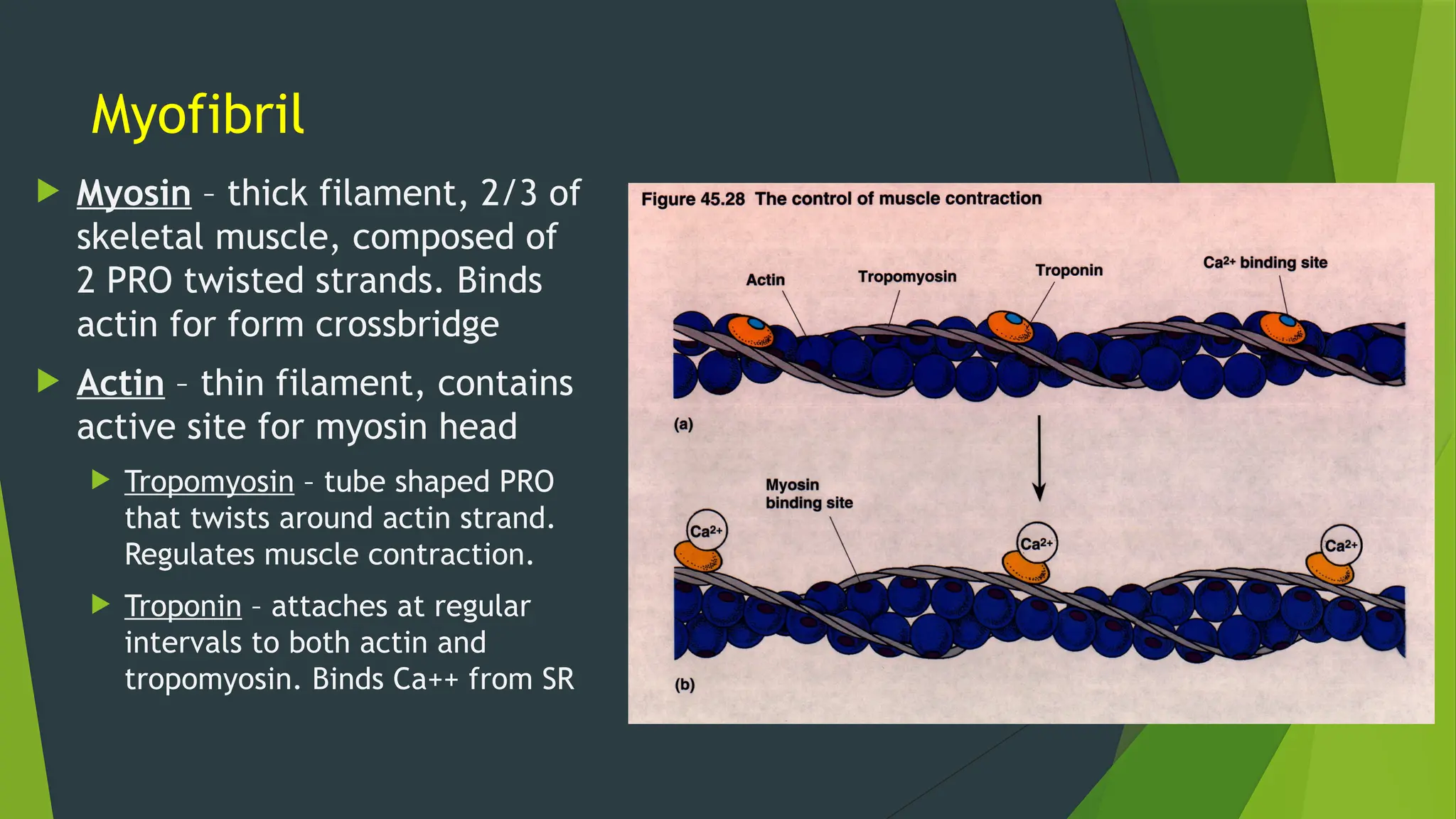 Lecture 2 - Anatomy and Physiology Review.pptx