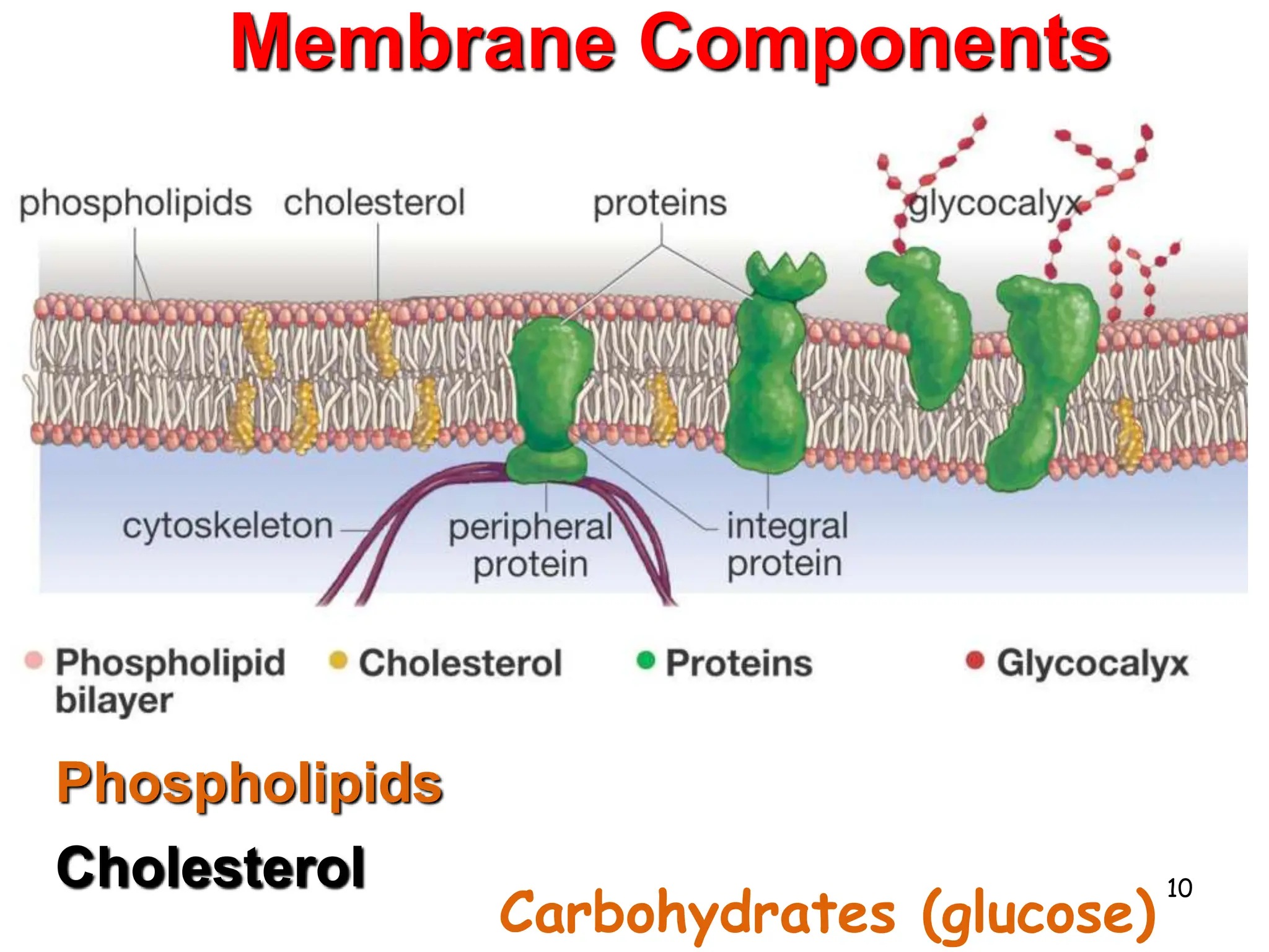 Lecture 2-PM-Cellular Membranes_structure.ppt