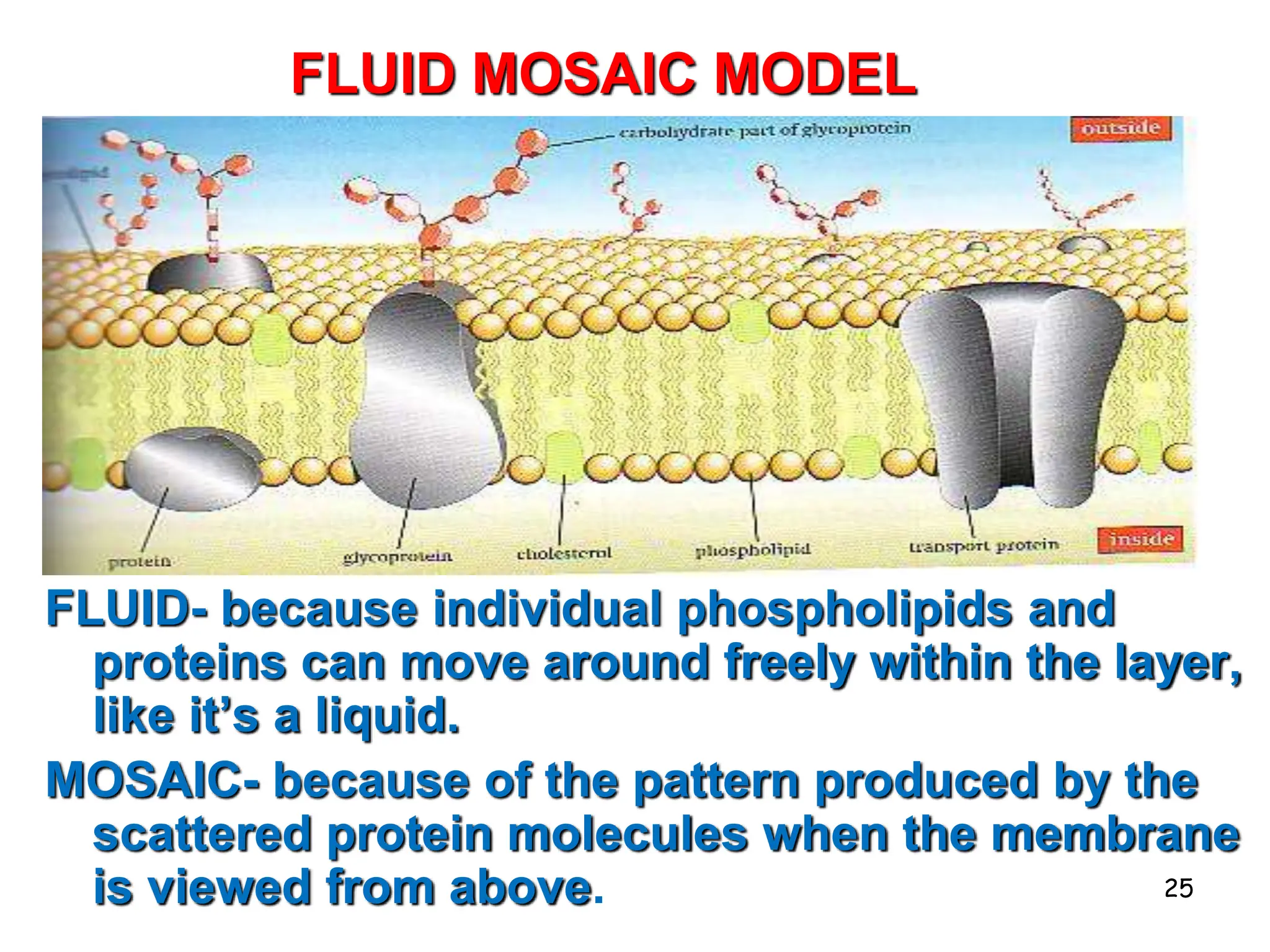 Lecture 2-PM-Cellular Membranes_structure.ppt