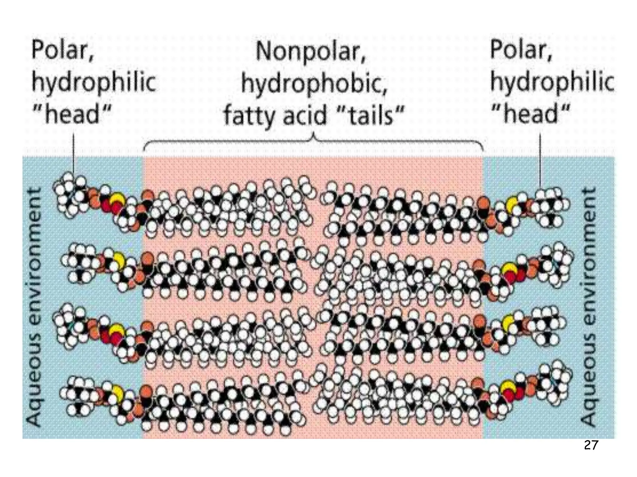 Lecture 2-PM-Cellular Membranes_structure.ppt