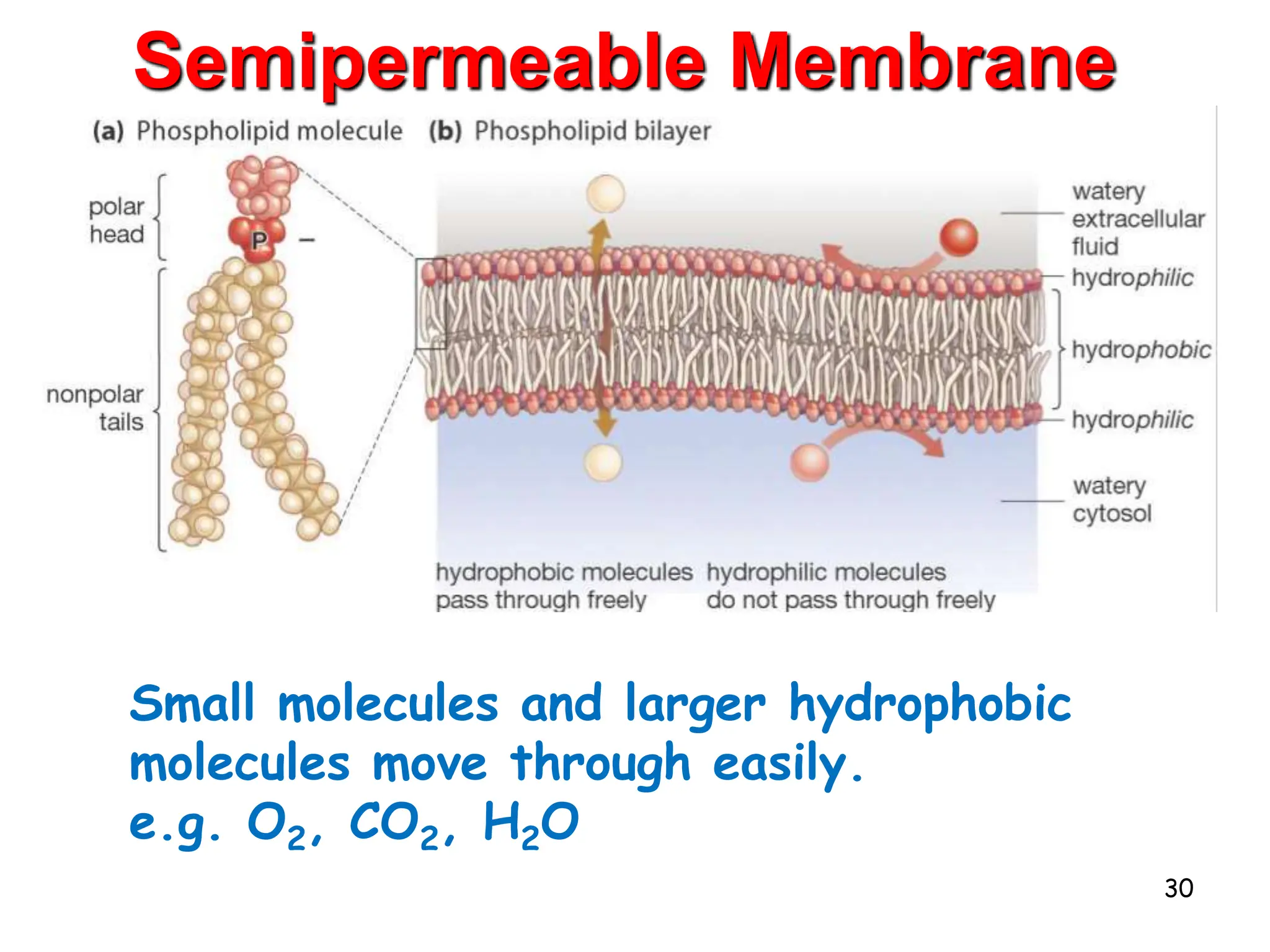 Lecture 2-PM-Cellular Membranes_structure.ppt