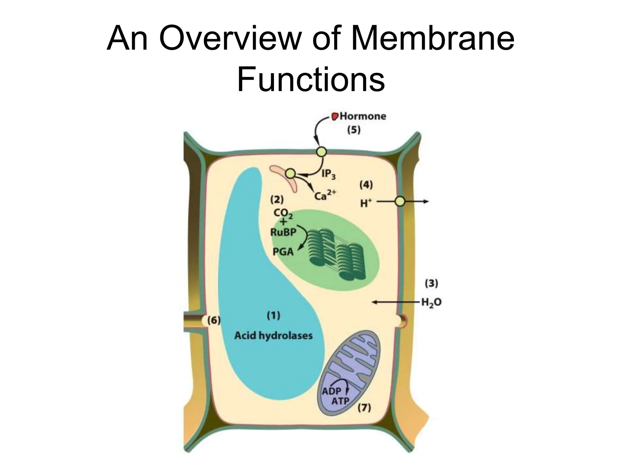 Lecture 2-PM-Cellular Membranes_structure.ppt