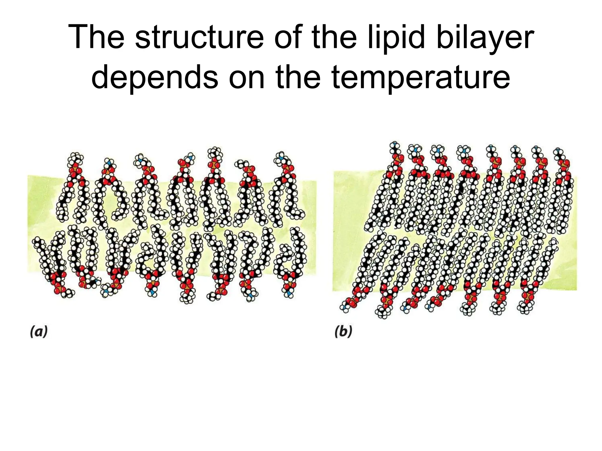 Lecture 2-PM-Cellular Membranes_structure.ppt