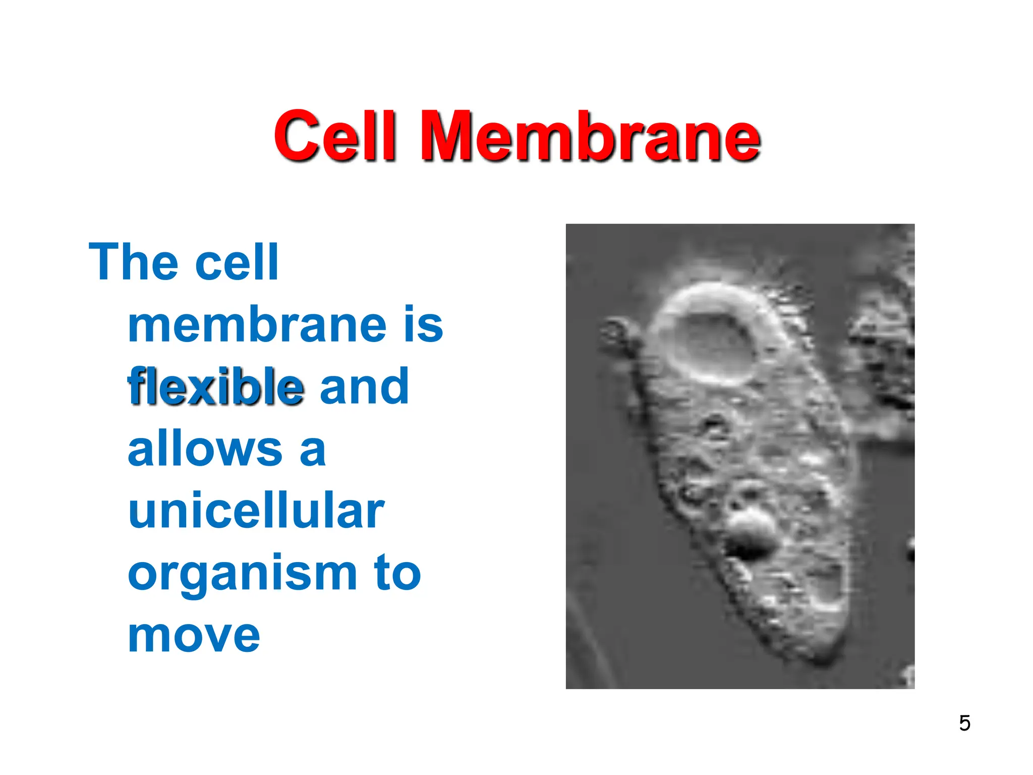 Lecture 2-PM-Cellular Membranes_structure.ppt