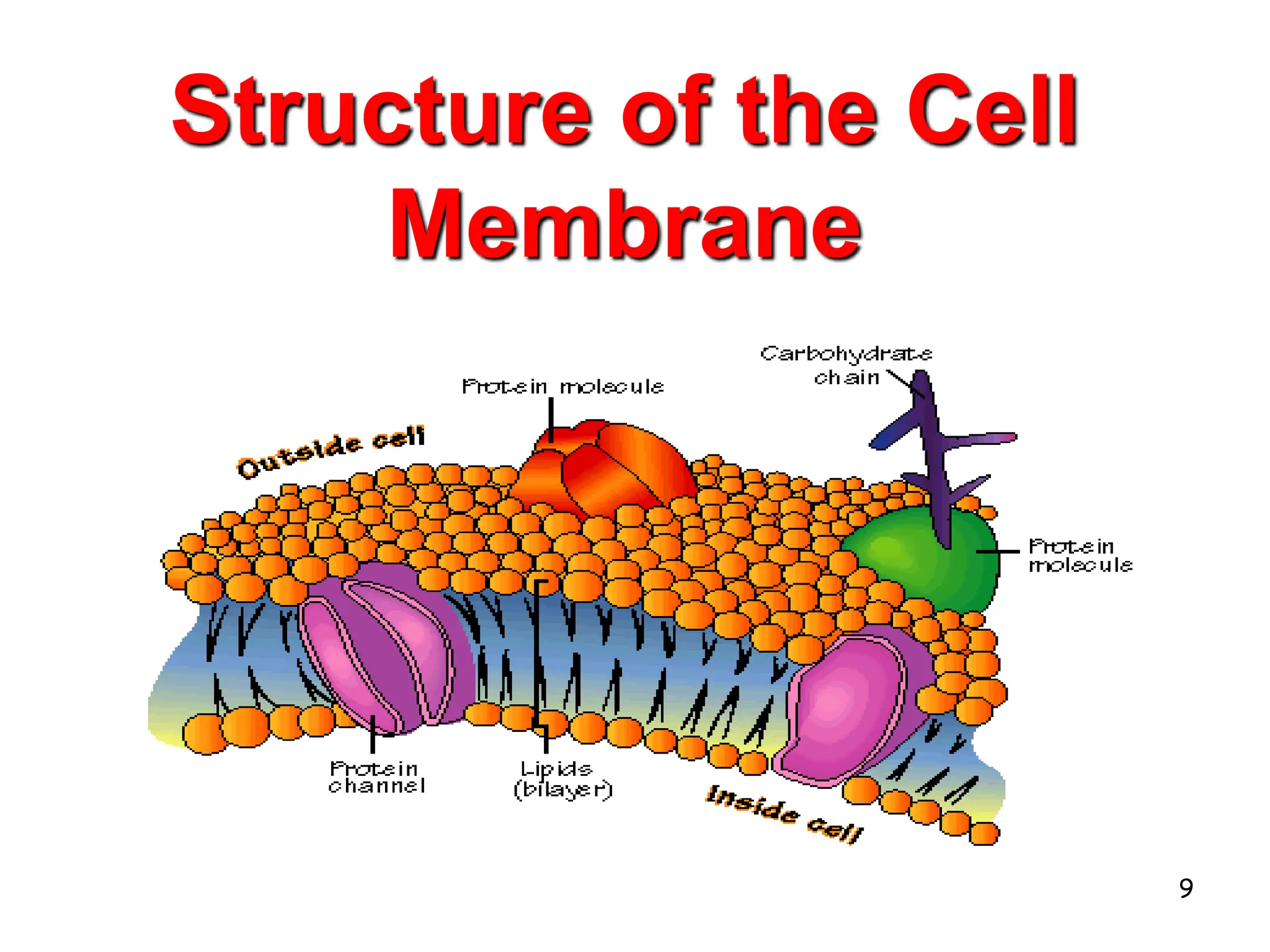 Lecture 2-PM-Cellular Membranes_structure.ppt