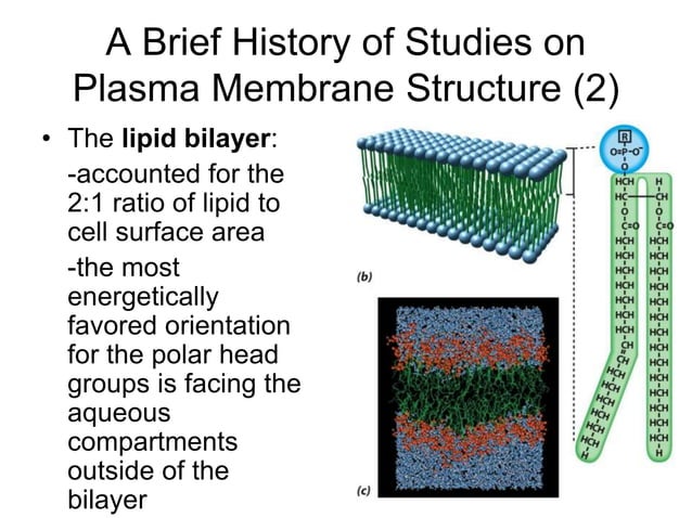 Lecture 2-PM-Cellular Membranes_structure.ppt
